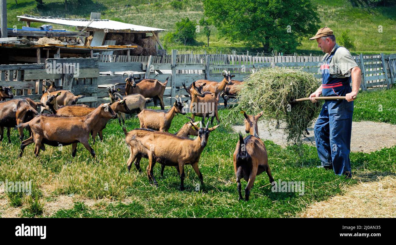 Group goats eating hay in hi-res stock photography and images - Alamy