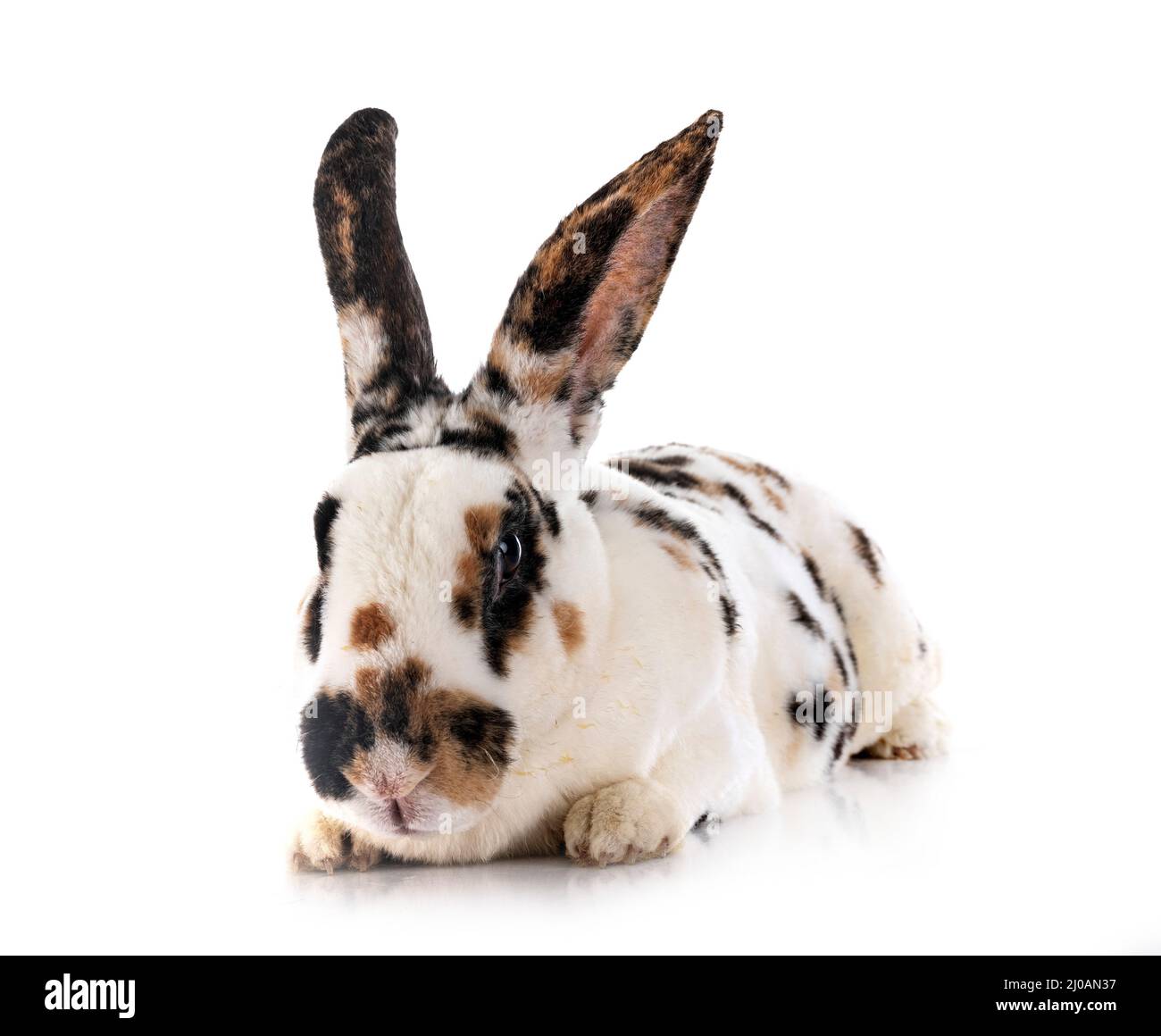 Rex dalmatian black rabbit hi-res stock photography and images - Alamy