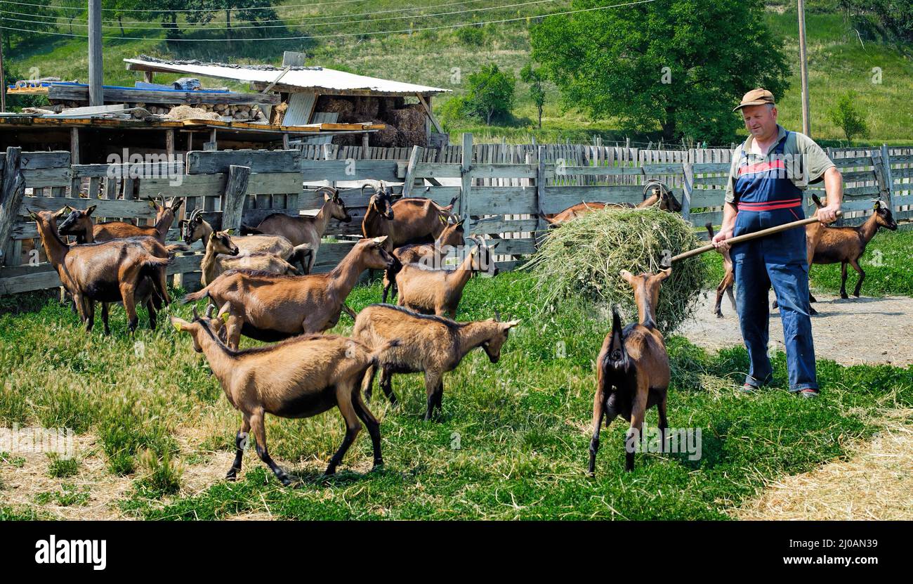 Farmer feeds goats hi-res stock photography and images - Alamy