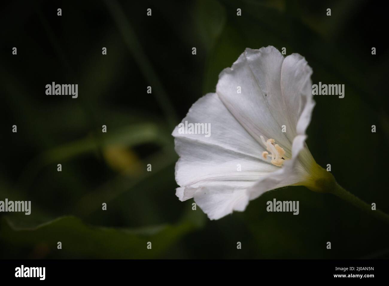 The common weed, the hedge bindweed (Calystegia sepium) grows in the ...