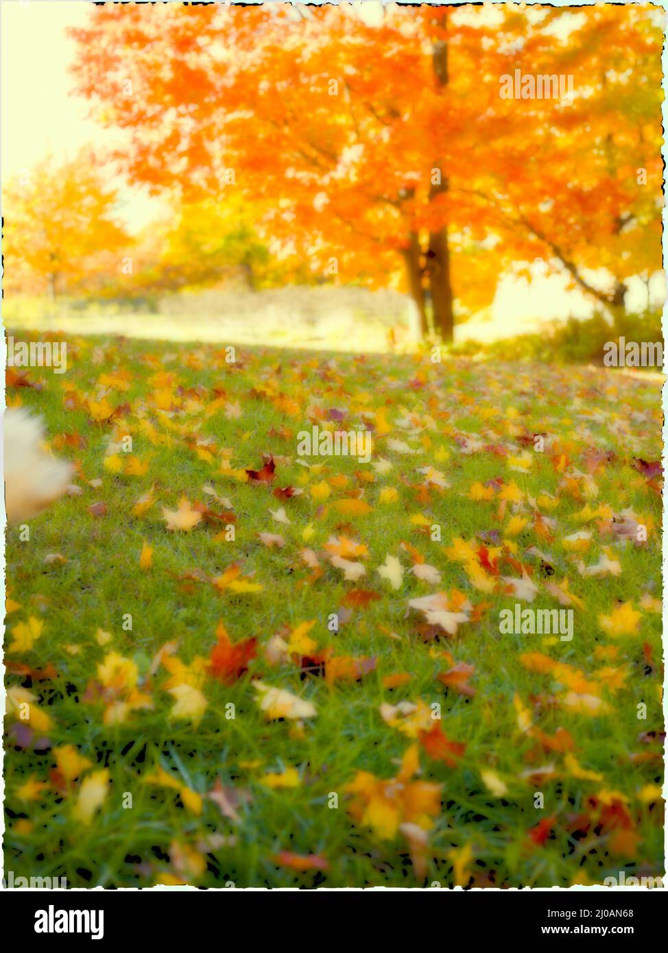 Curled leaves on the ground Stock Photo - Alamy