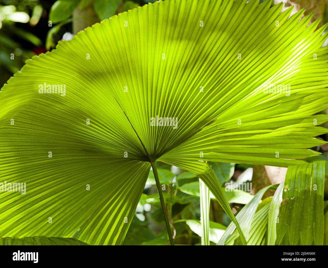Florida fan palm hi-res stock photography and images - Alamy