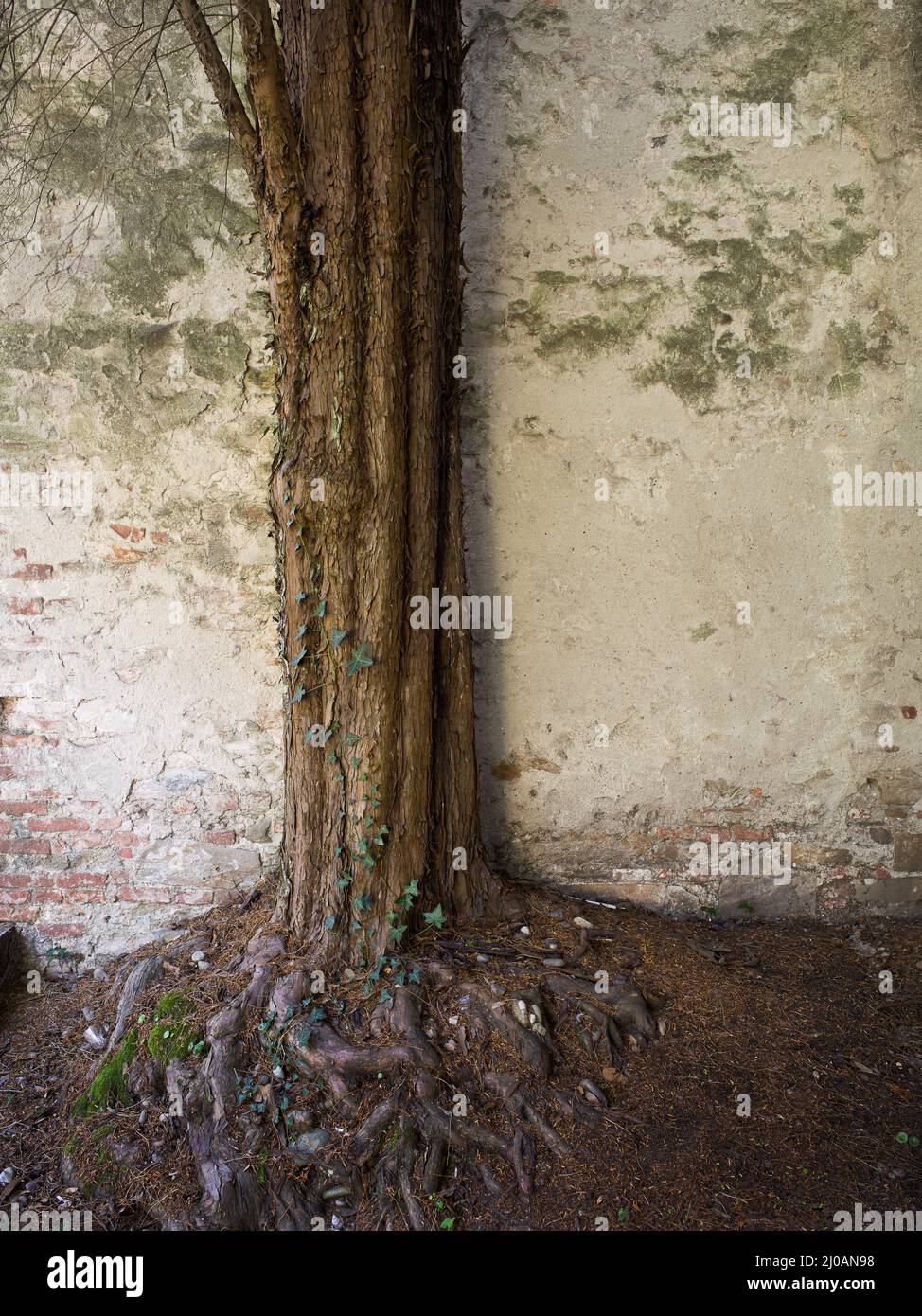 Ancient tree and wall Stock Photo - Alamy