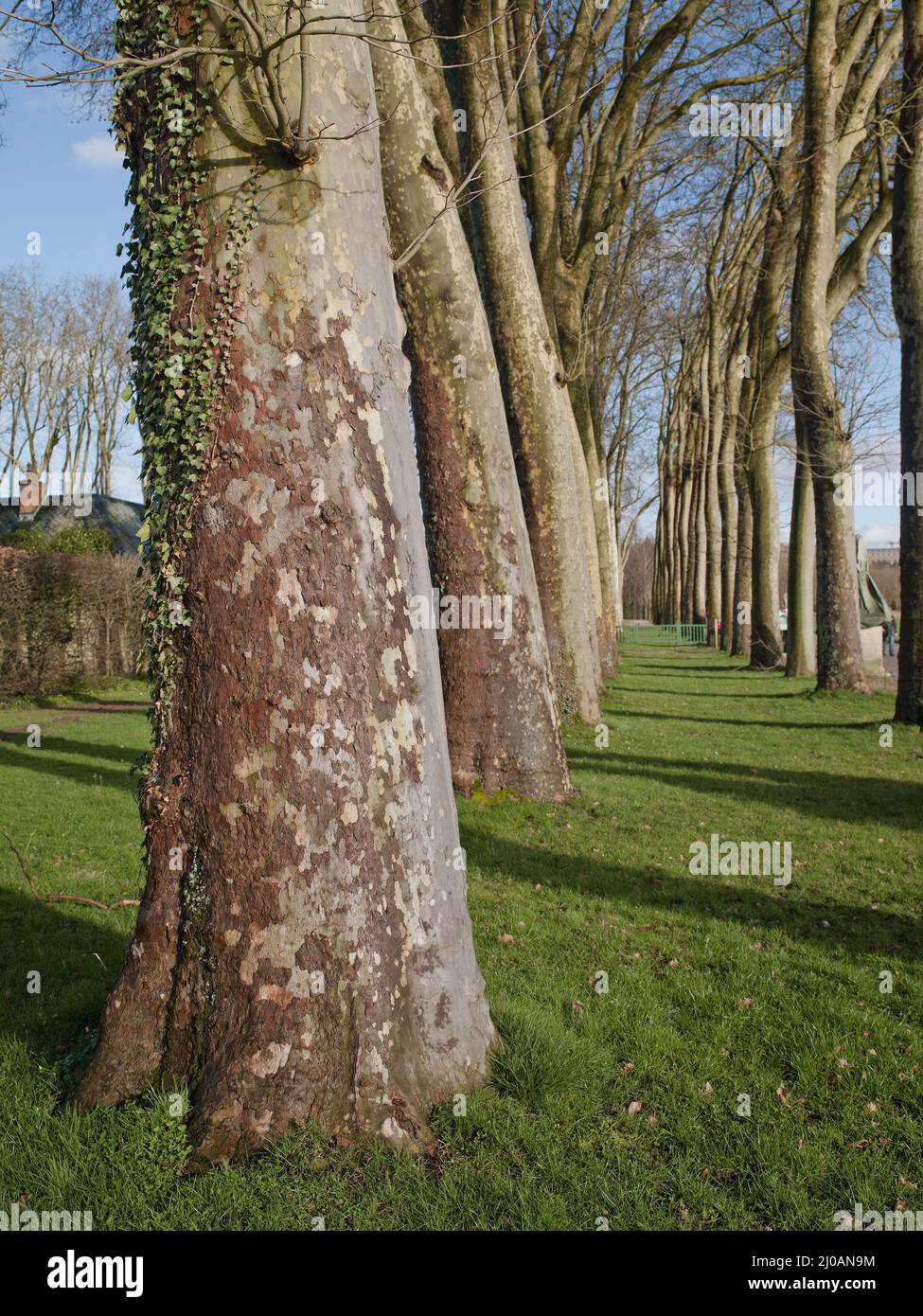 Grove of barren trees Stock Photo - Alamy