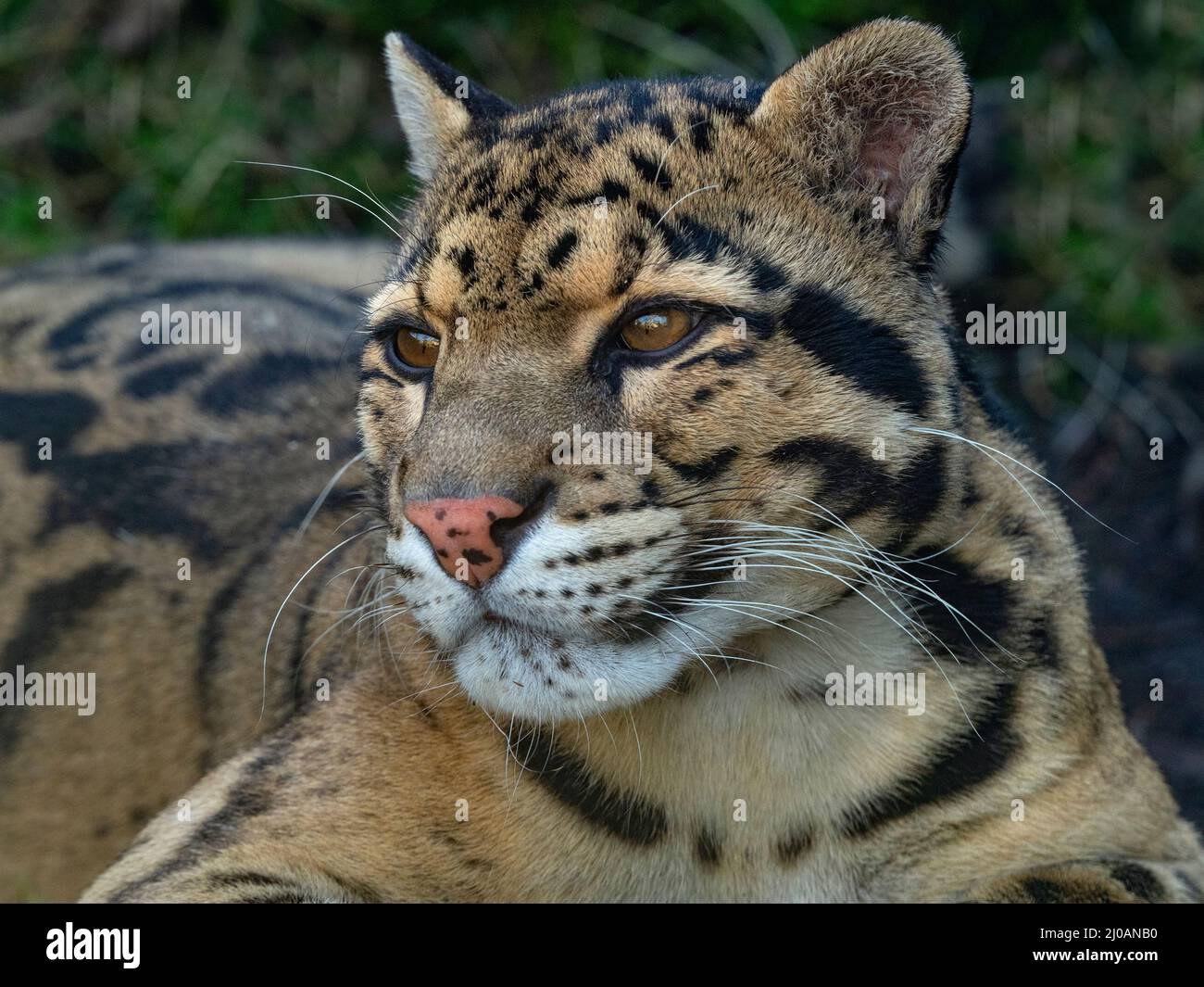 Male Clouded leopard Neofelis nebulosa Stock Photo - Alamy