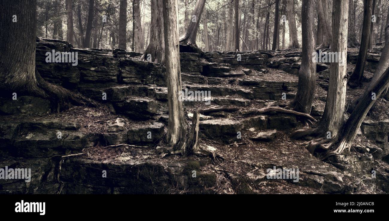 Forest in rock Stock Photo - Alamy