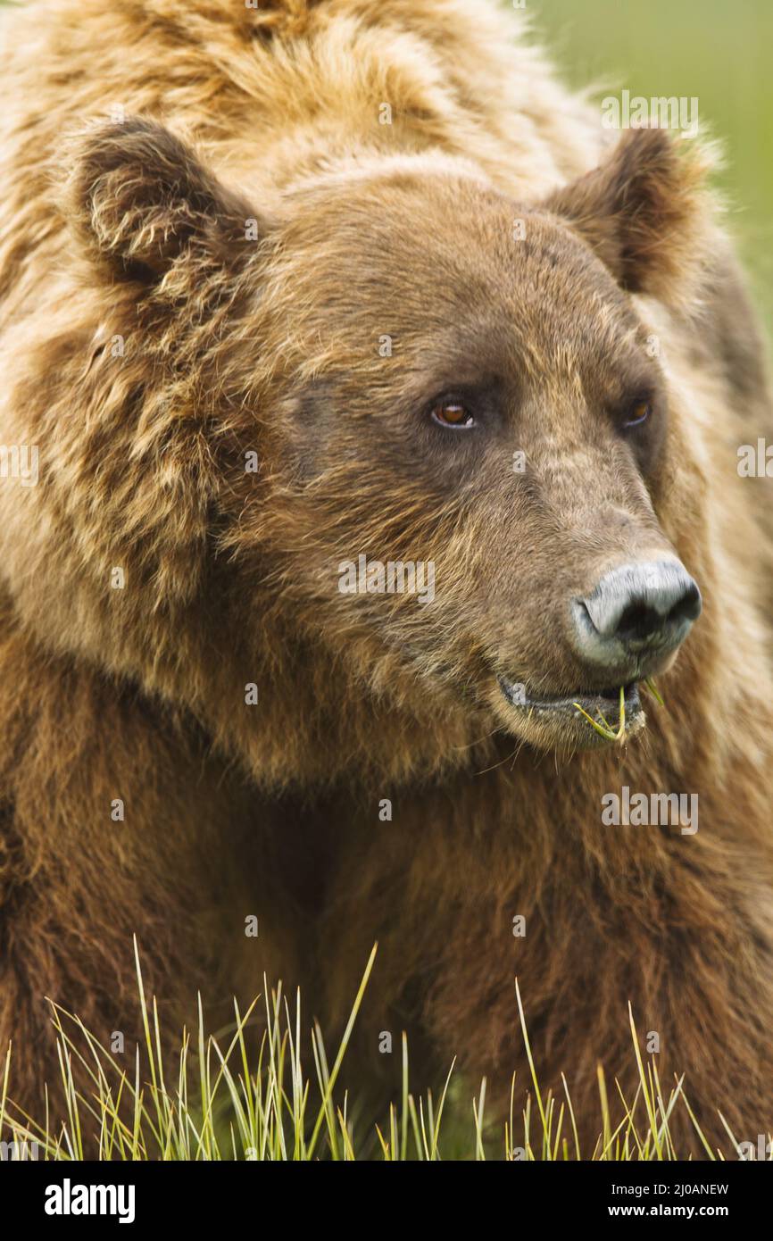 Brown bear close up Stock Photo - Alamy