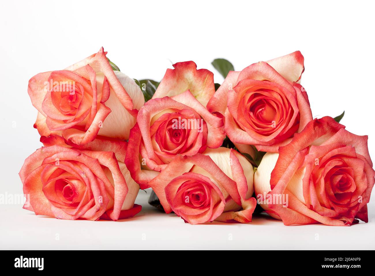 Bunch of Pink Roses Lying Stock Photo - Alamy