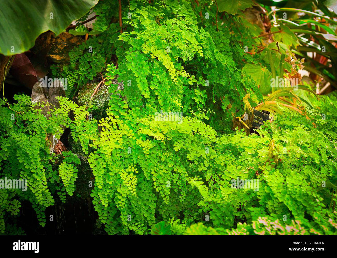 Groups of plants hi-res stock photography and images - Alamy