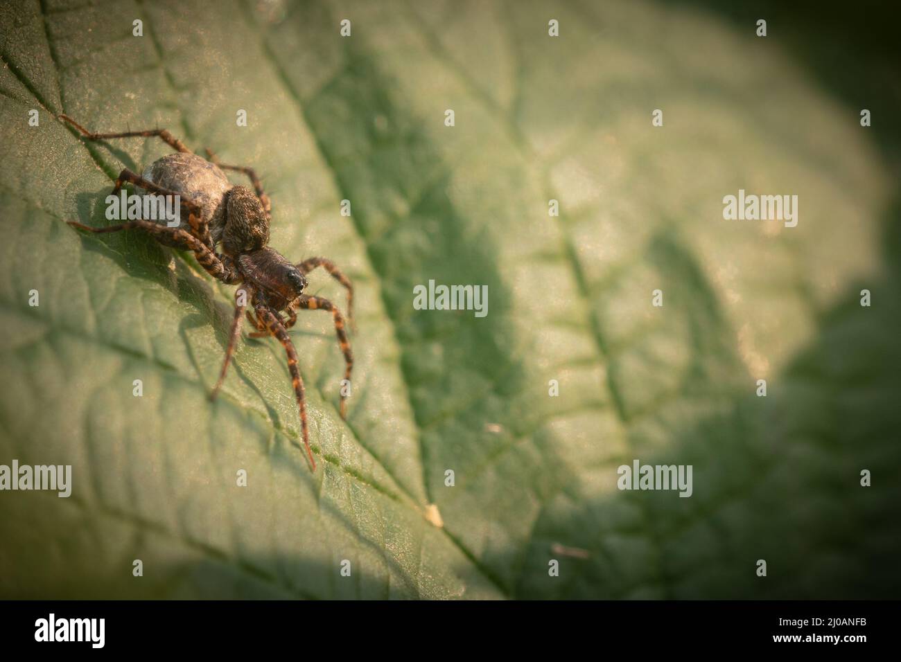 A female Pardosa sp spider carries her egg sac across a leaf whilst ...