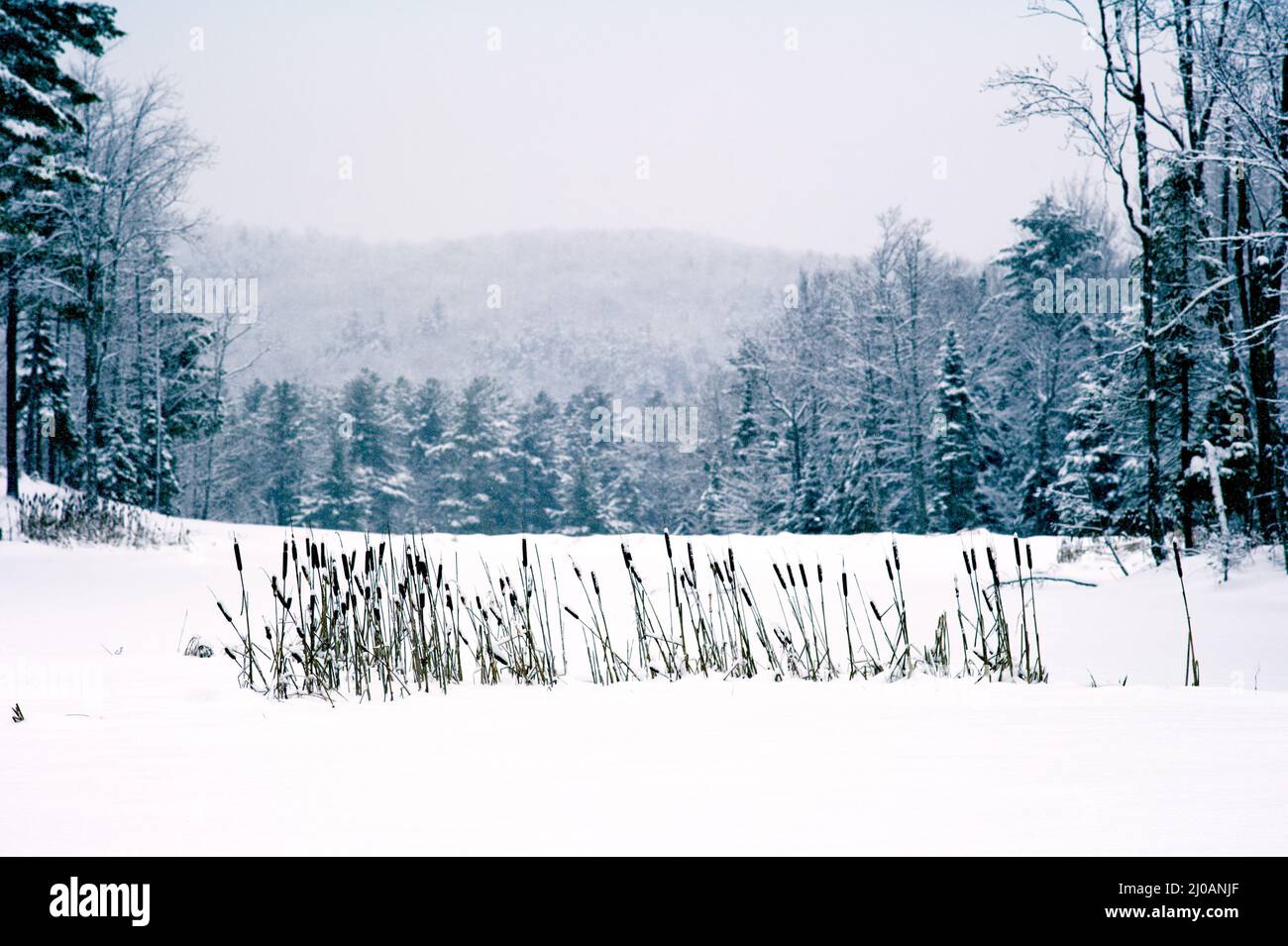 Cat tails in snow Stock Photo - Alamy