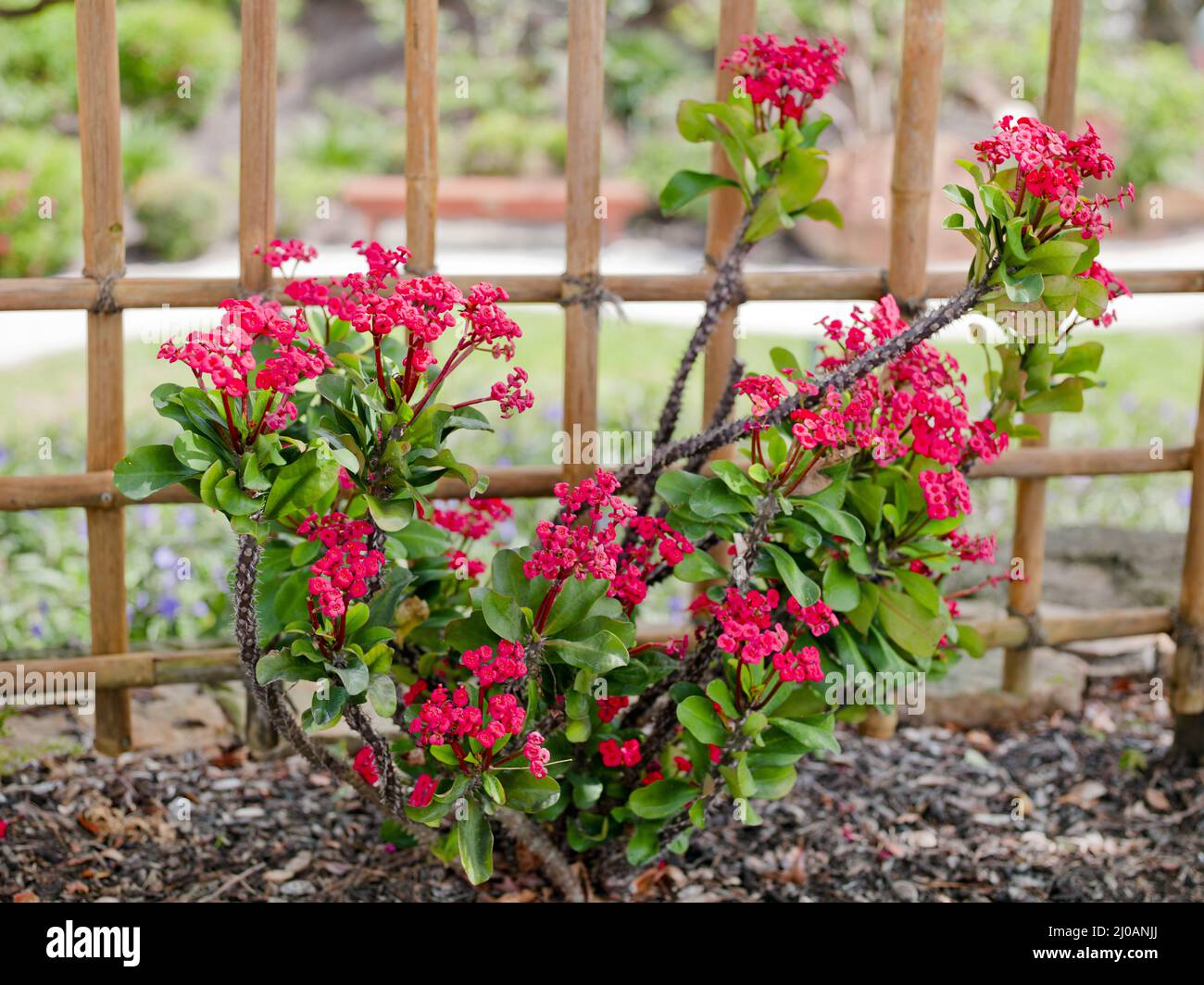 Bright Pink Small Flower Bush Stock Photo - Alamy