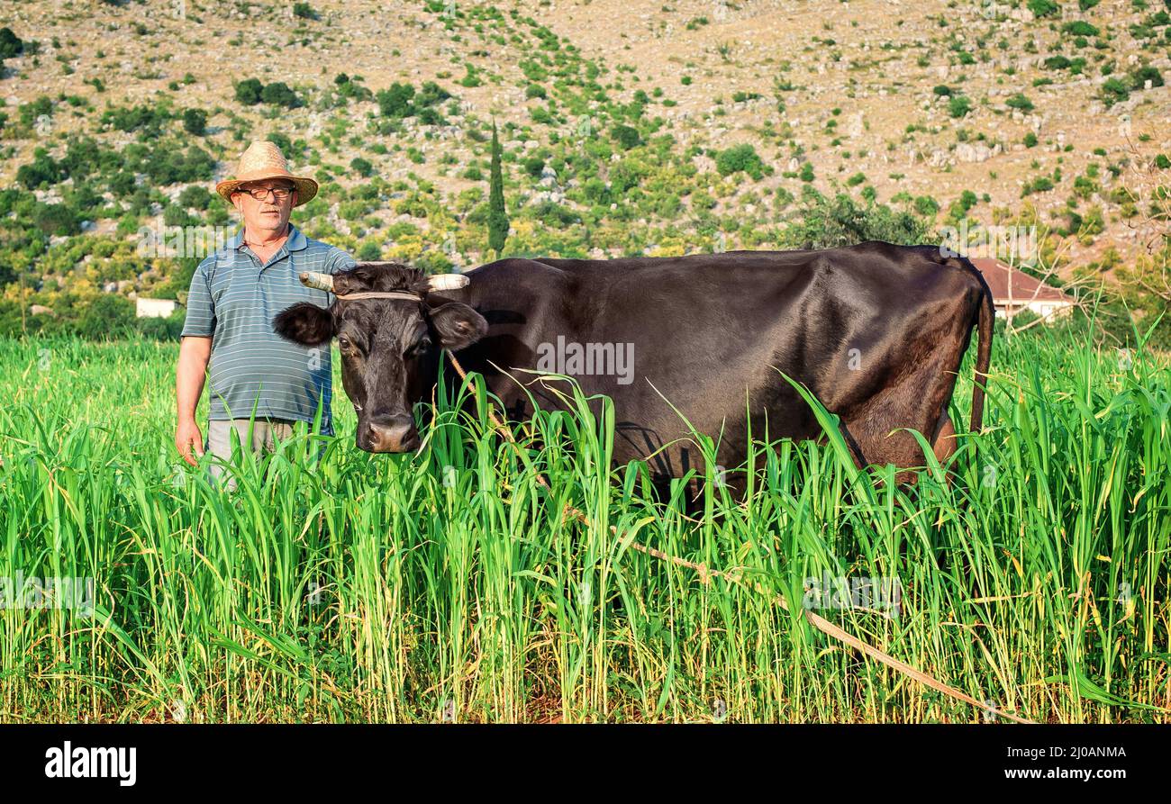 Portrait of farmer in field with cow Stock Photo - Alamy