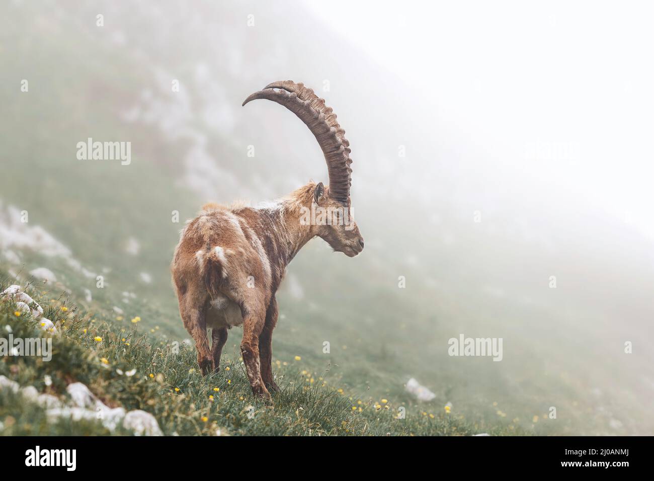 Grazing alpine ibex in hi-res stock photography and images - Alamy