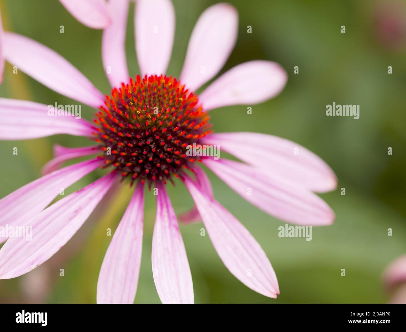 Pink spores hi-res stock photography and images - Alamy