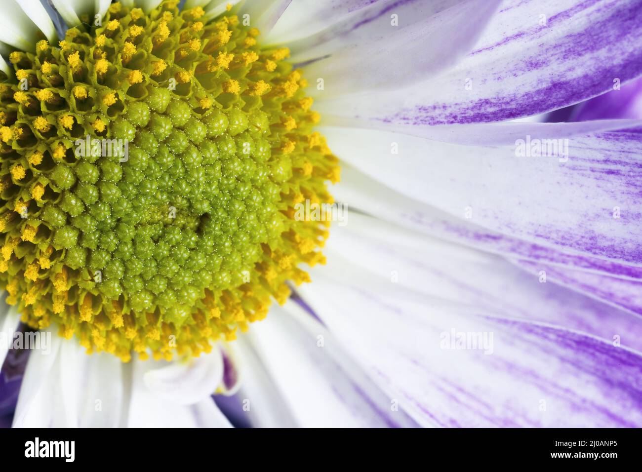 Pollens hi-res stock photography and images - Alamy