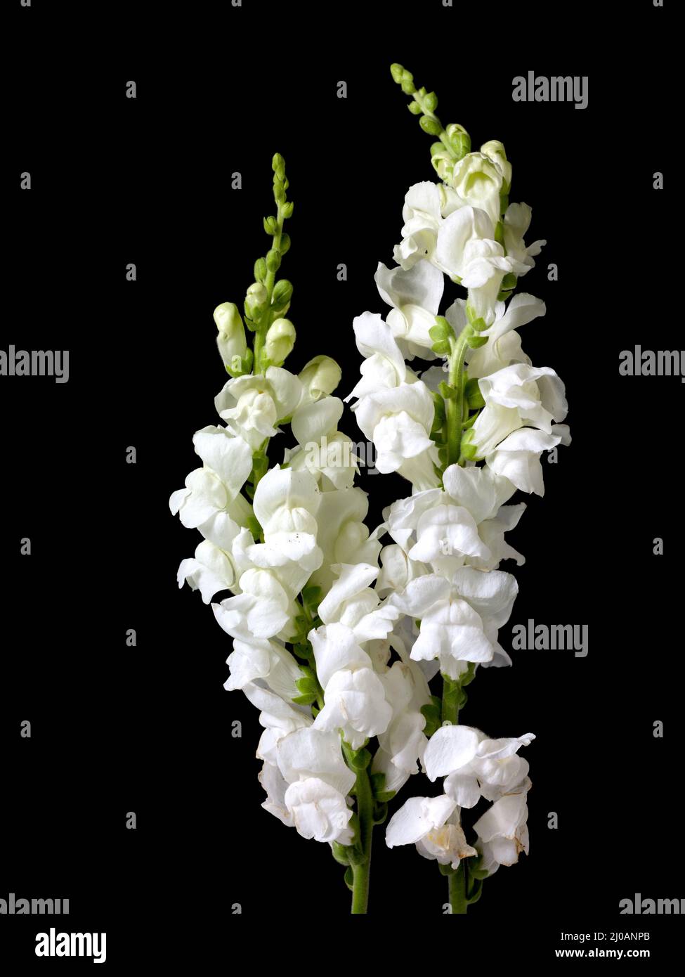 Clusters clustered hi-res stock photography and images - Alamy