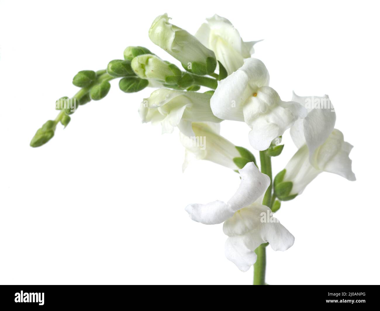 Flower curving hi-res stock photography and images - Alamy