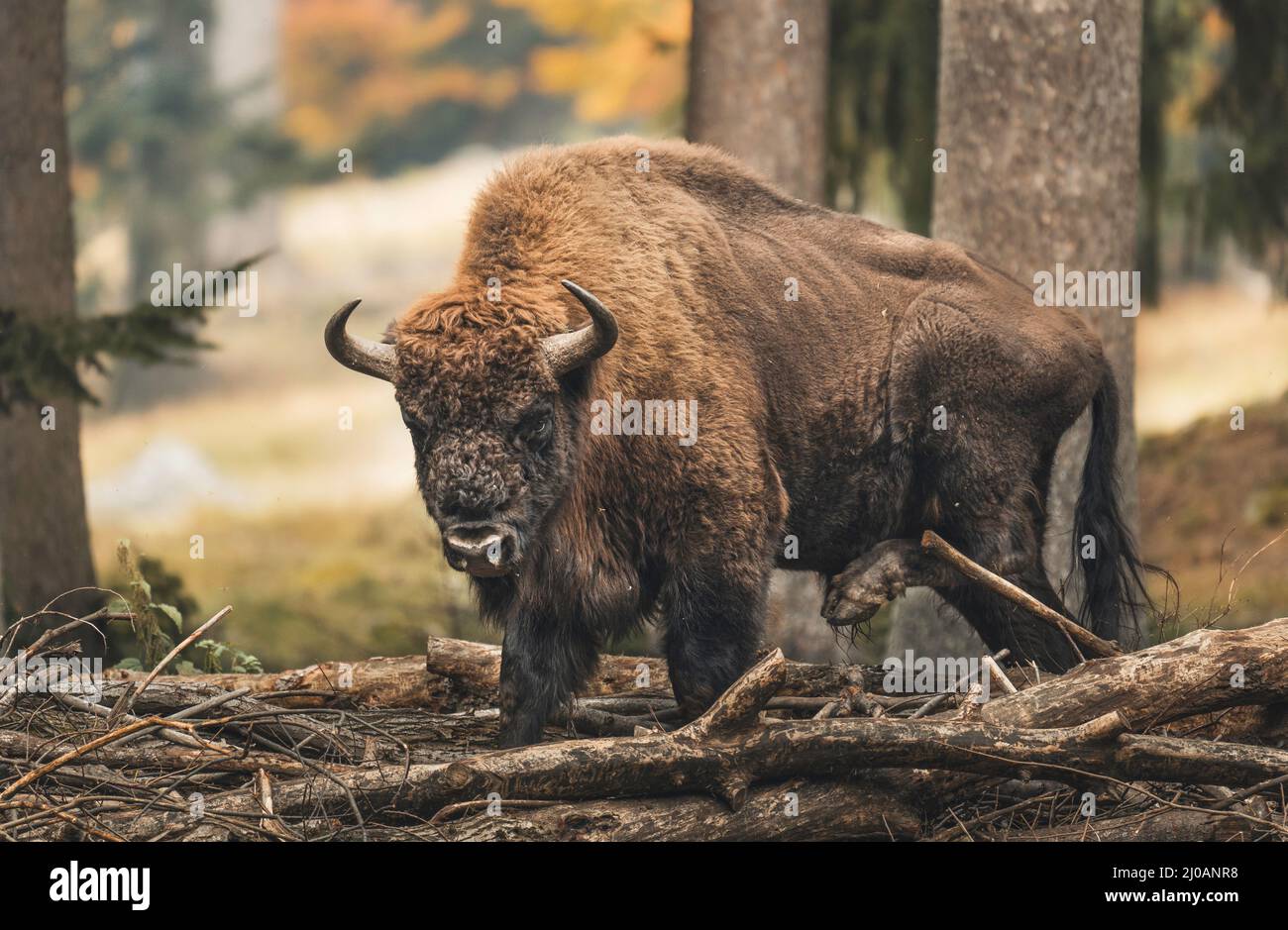 European bison in autum forest Stock Photo - Alamy