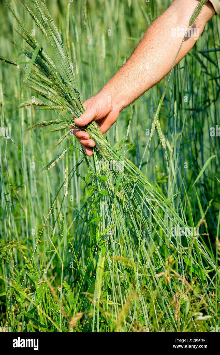 Hand of a old man in the field. Old Man Hands Hold Seeds On Wheat Field ...