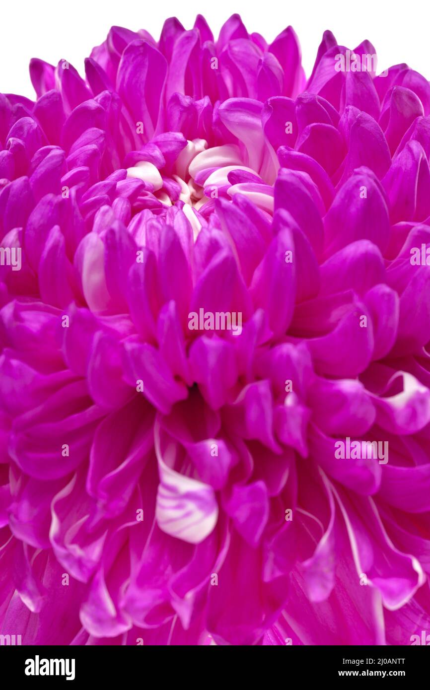 Detailed flower hi-res stock photography and images - Alamy