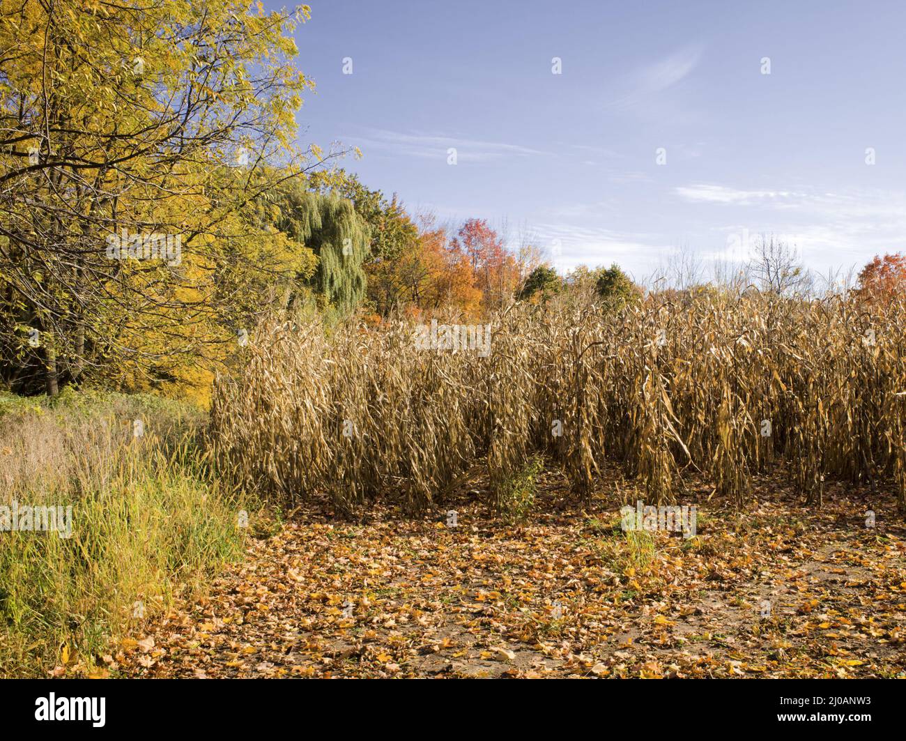 Corn field forest hi-res stock photography and images - Alamy