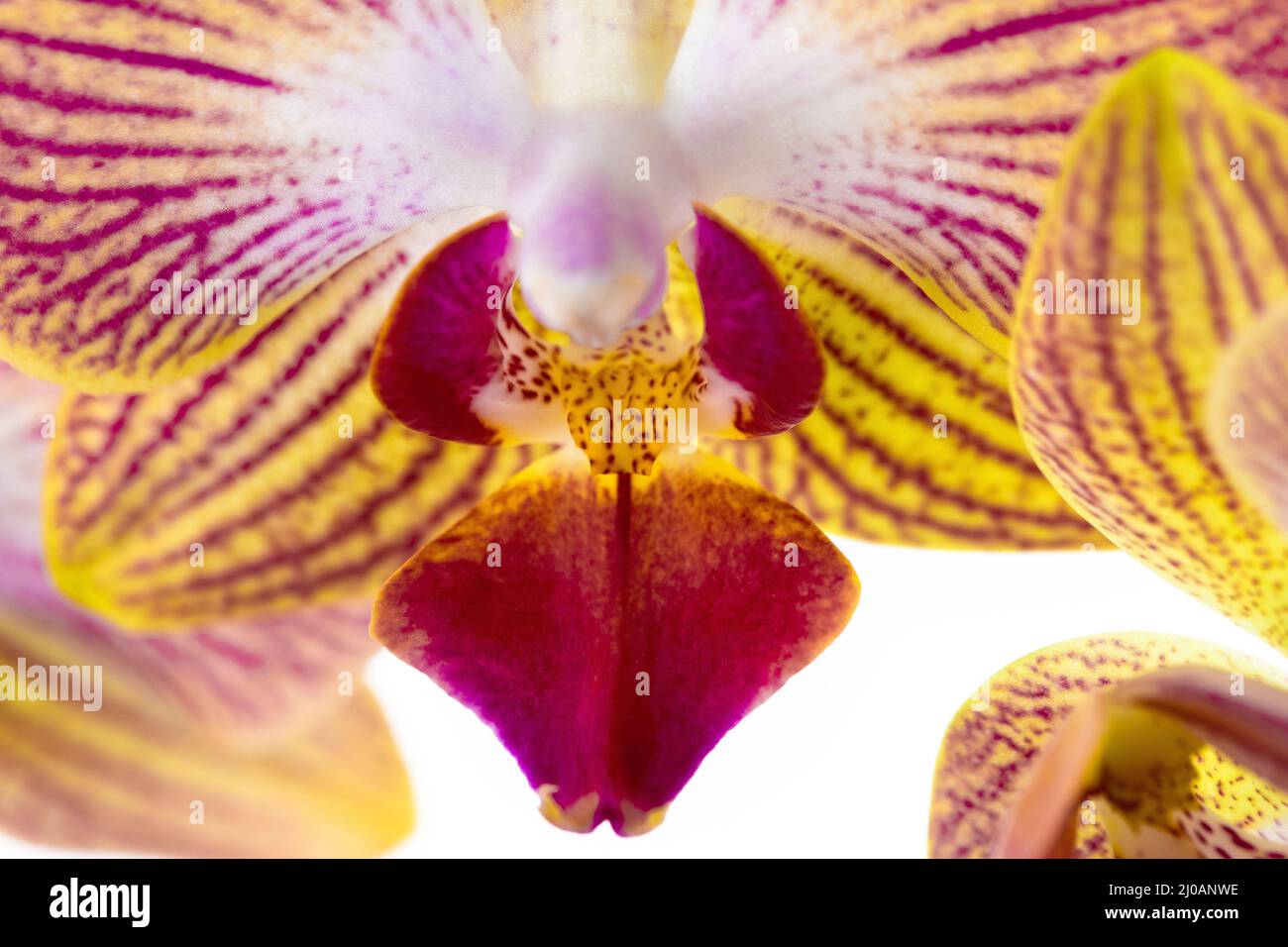 Orchid extreme macro hi-res stock photography and images - Alamy