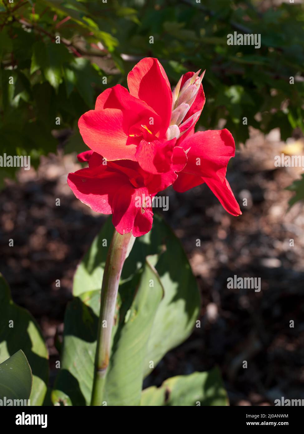 Folded petal hi-res stock photography and images - Alamy