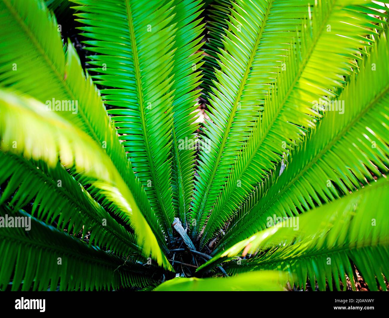 Green fanned leaf hi-res stock photography and images - Alamy