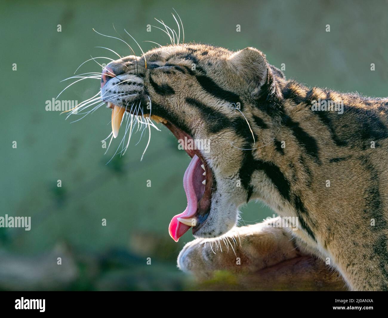 Male Clouded leopard Neofelis nebulosa yawning Stock Photo - Alamy