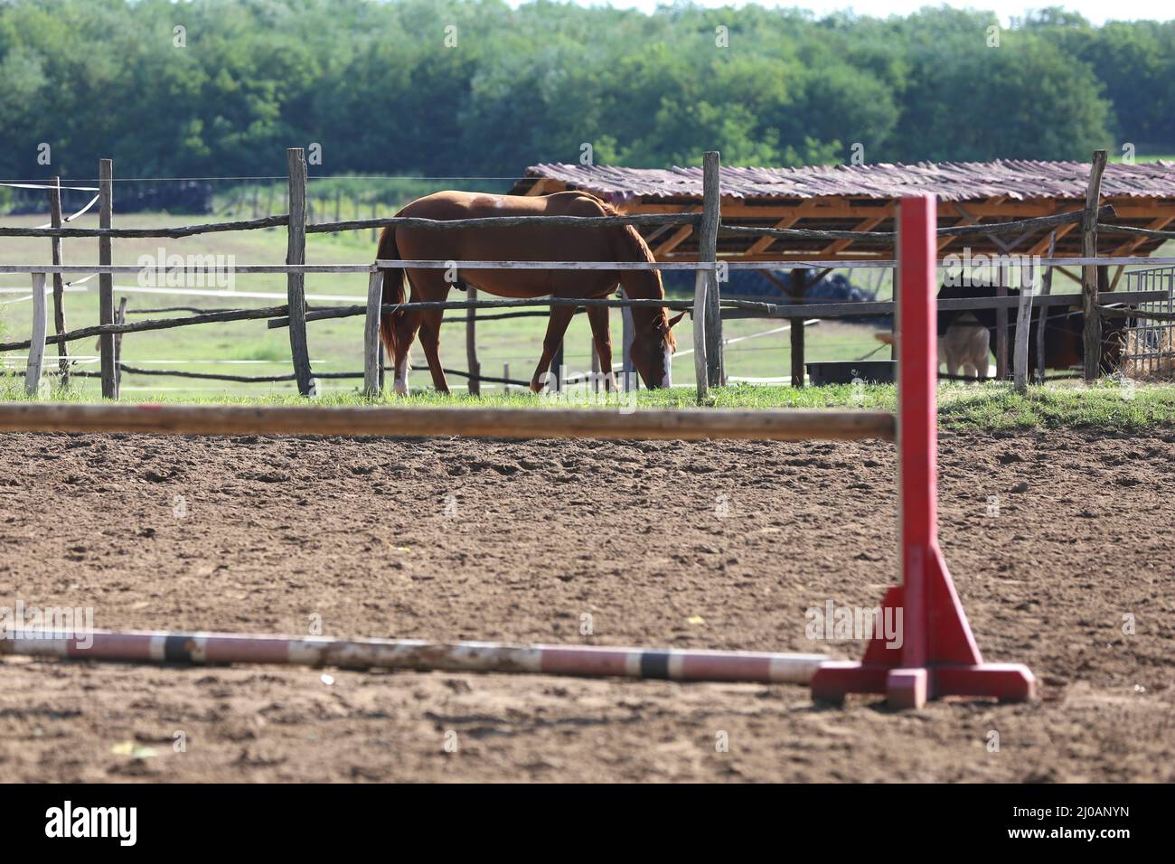 Show jumping poles obstacles, barriers, waiting for riders on show ...