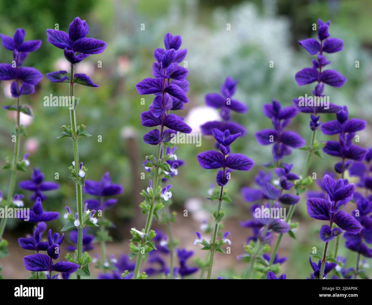 Flovers hi-res stock photography and images - Alamy