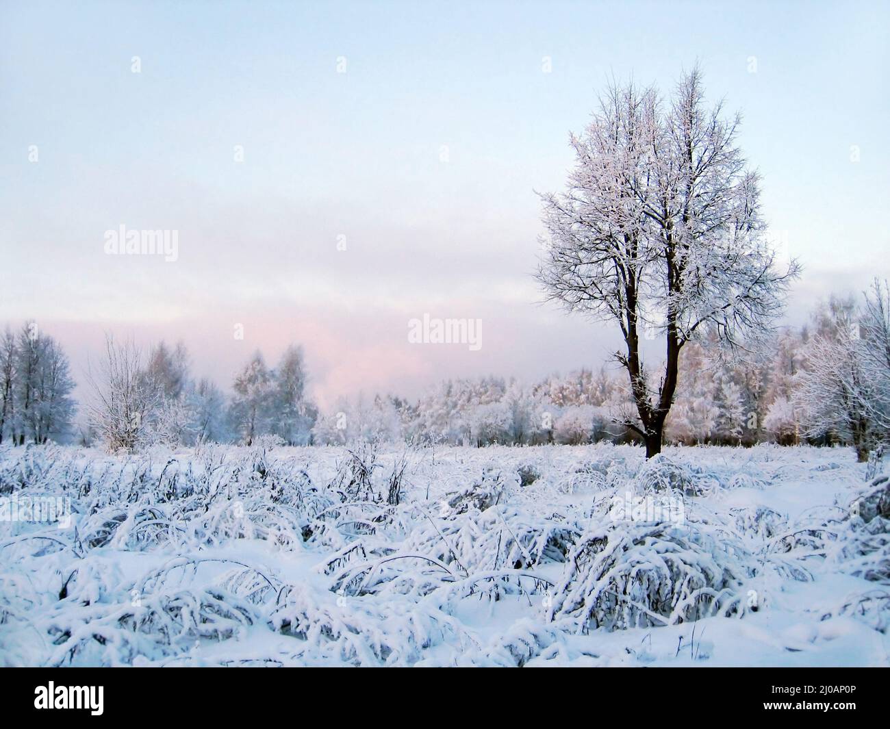 Winter scenery with tree Stock Photo - Alamy