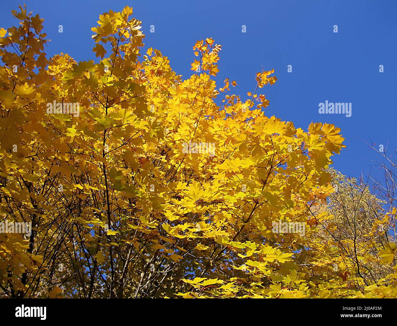 Autumn maple tree Stock Photo - Alamy