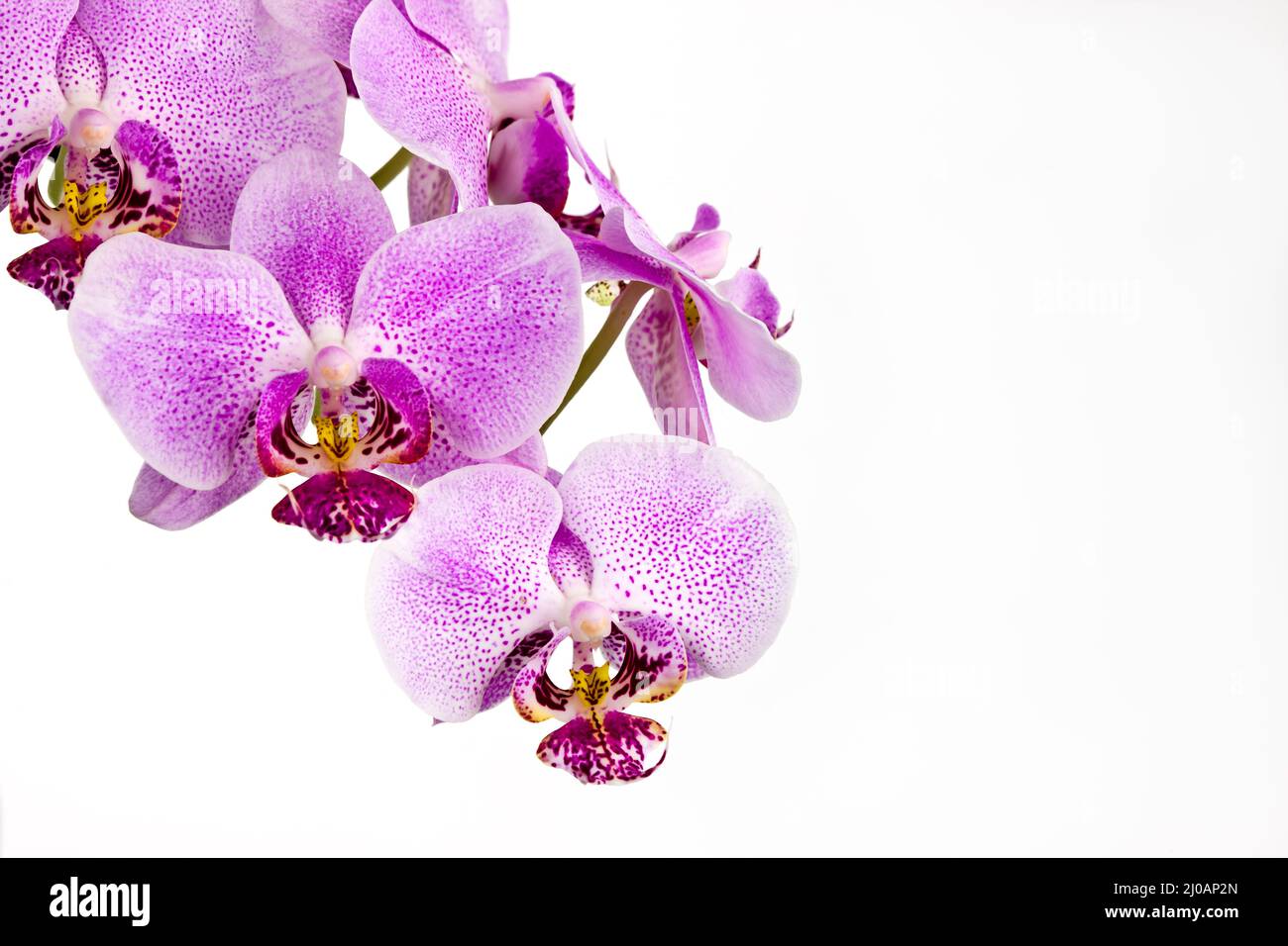 Horizontal arrangement hi-res stock photography and images - Alamy