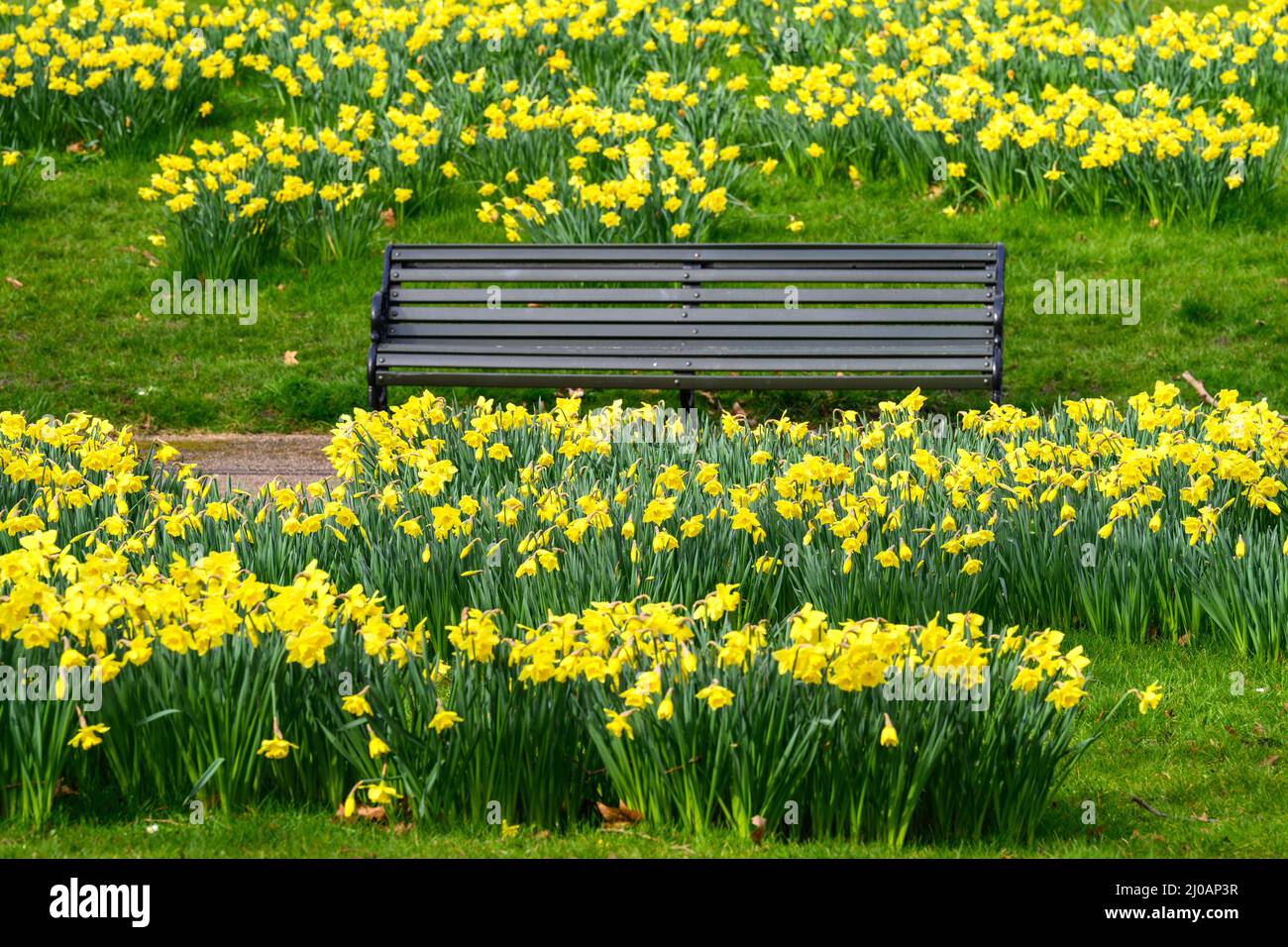 Daffodils green bench hi-res stock photography and images - Alamy