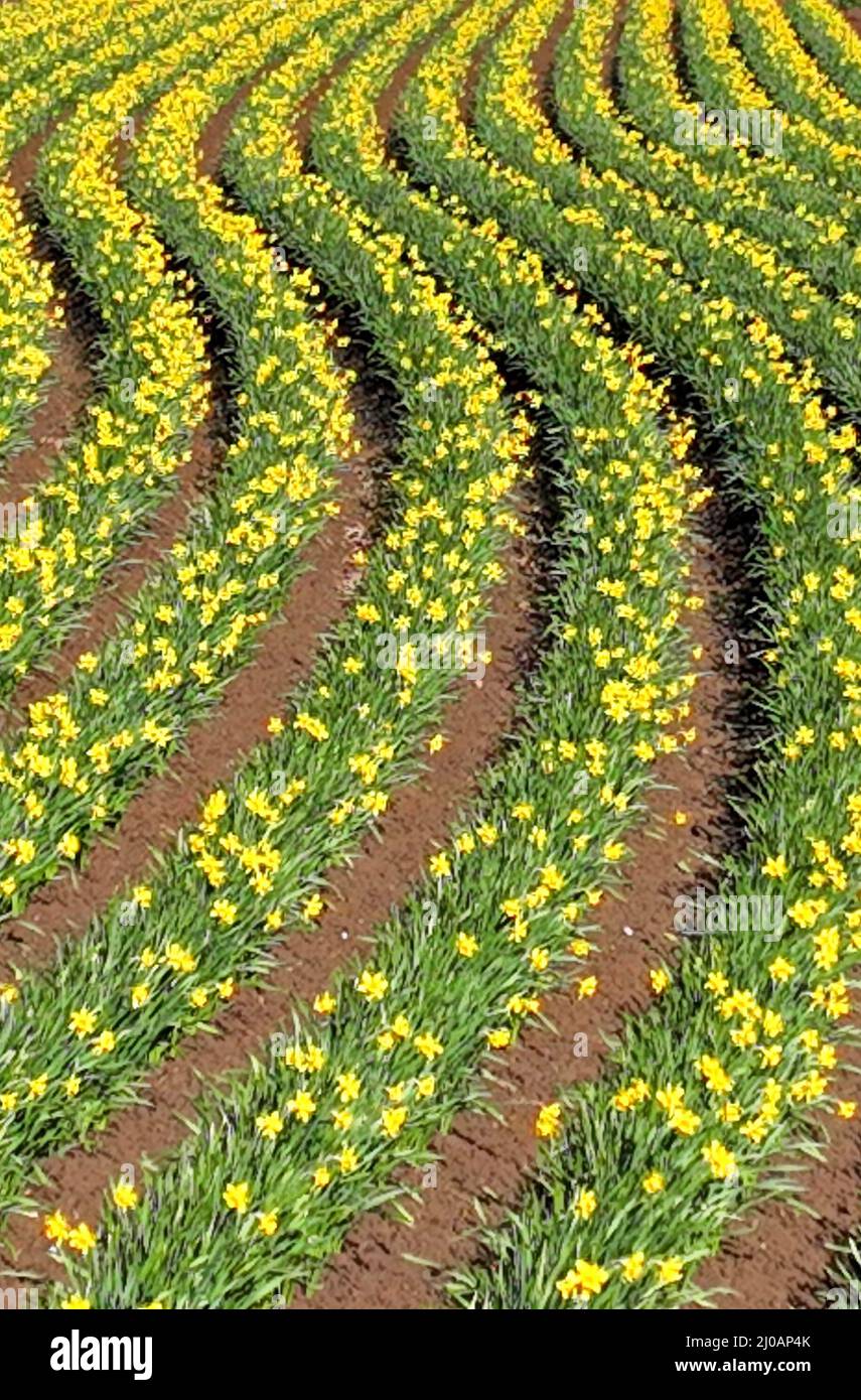 Spalding, UK. 17th Mar, 2022. A sea of yellow and green as the daffodil ...