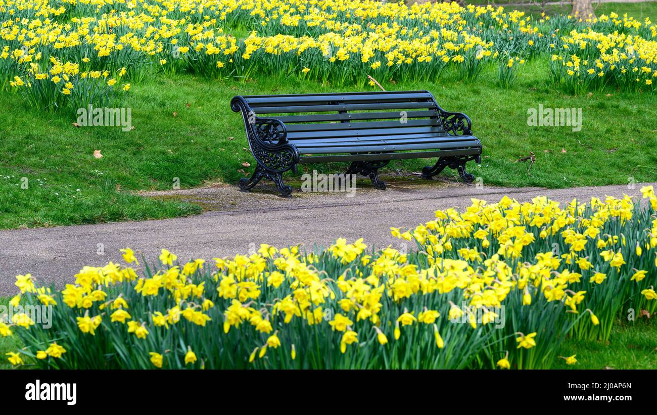 Daffodils green bench hi-res stock photography and images - Alamy