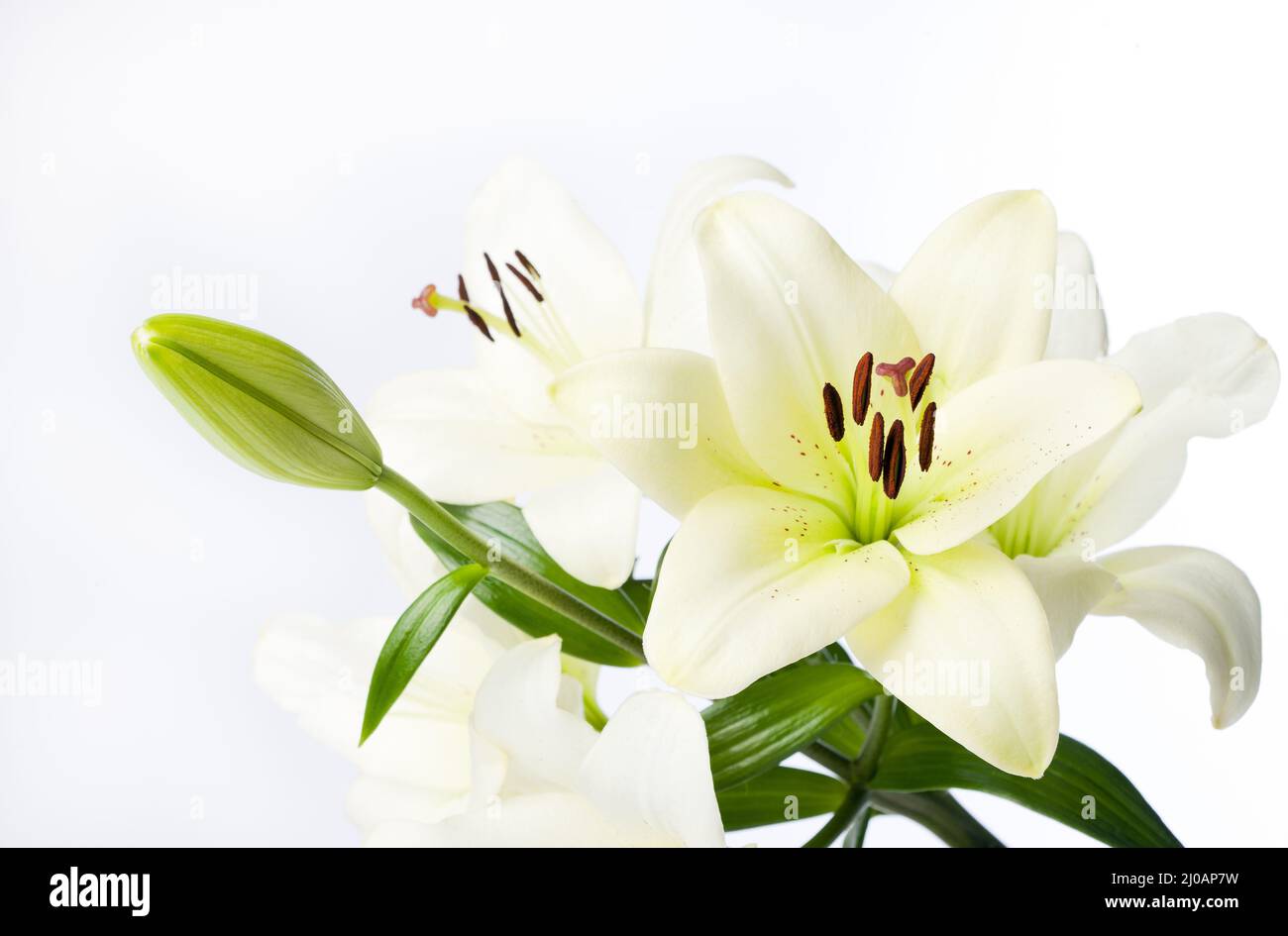 Full White Lily Stem and Flowers Stock Photo - Alamy