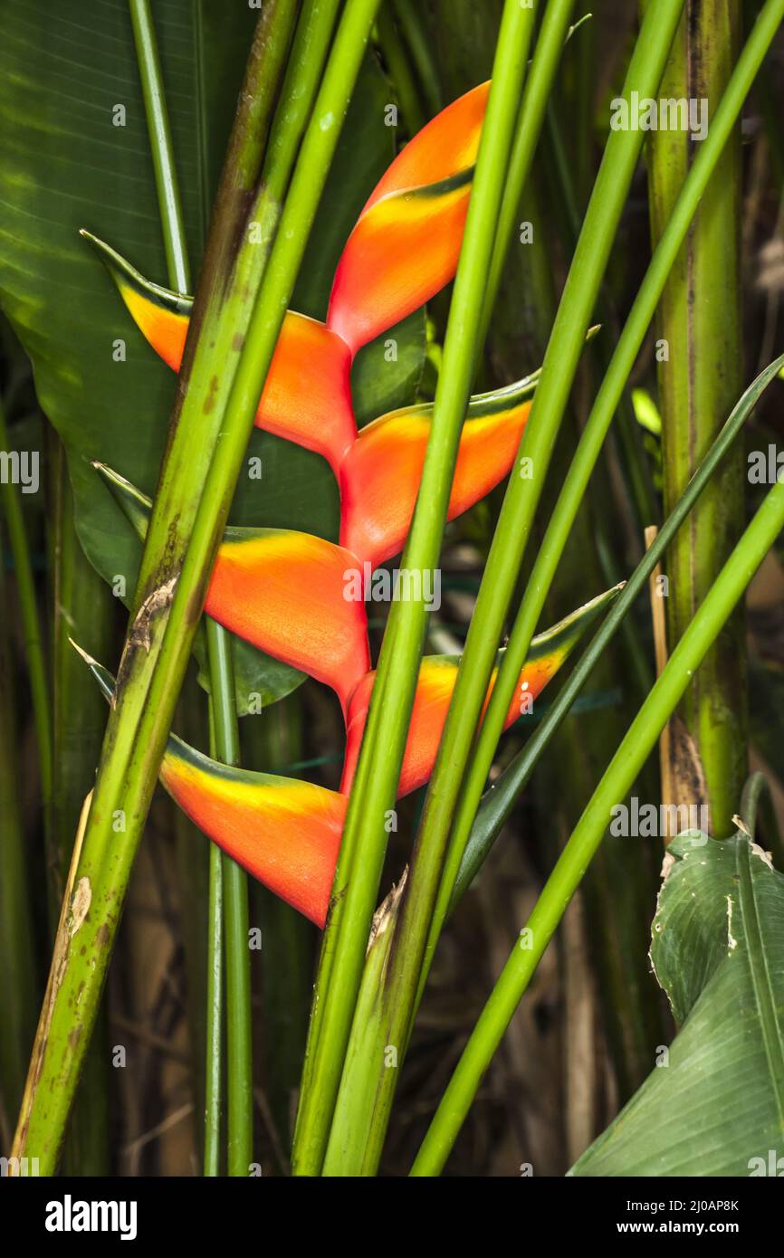 Heliconia and leaves hi-res stock photography and images - Alamy