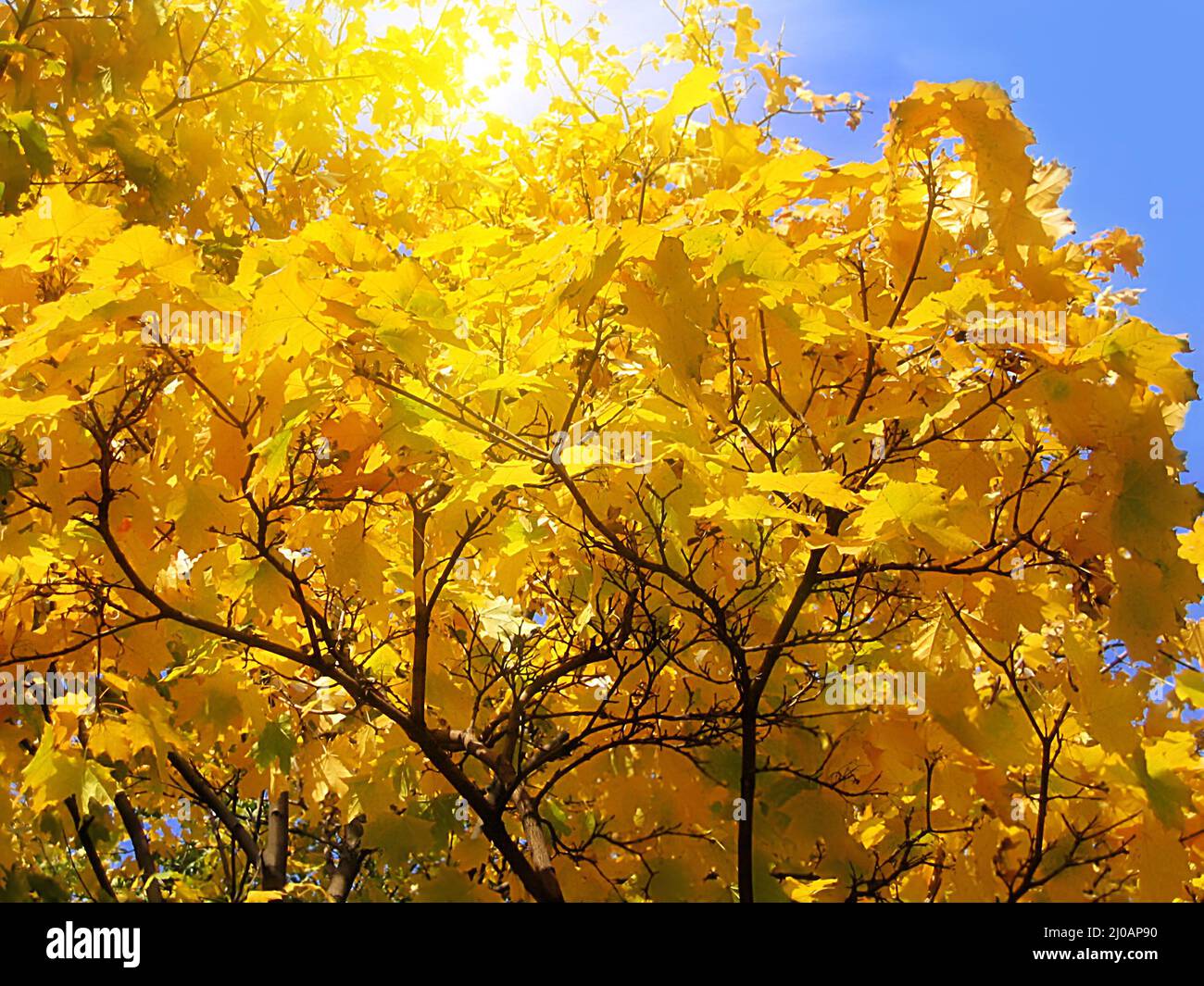Maple botanical hi-res stock photography and images - Alamy