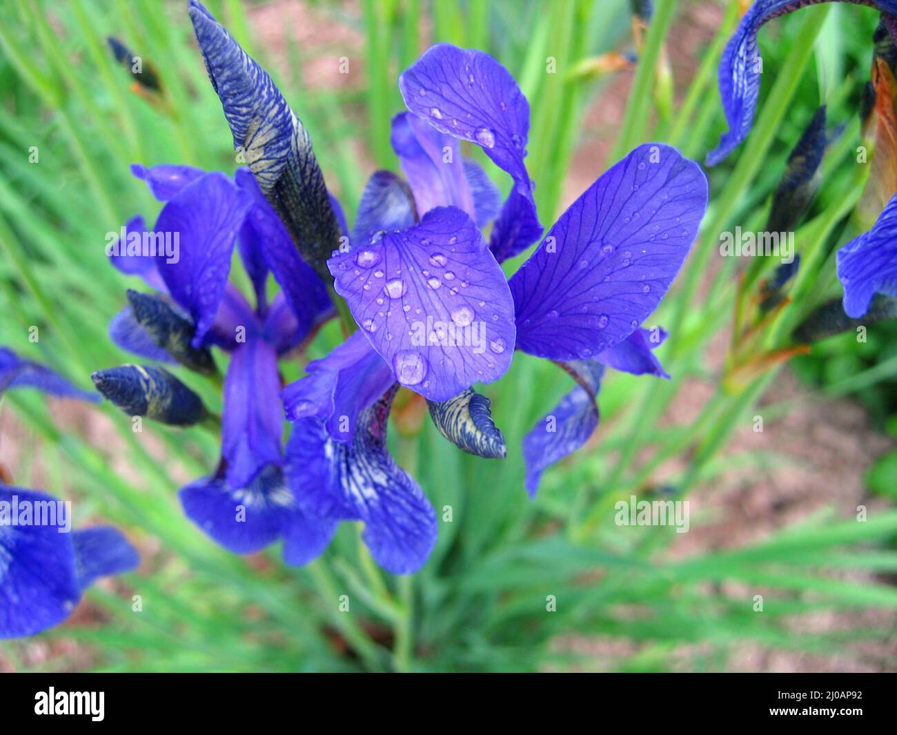 Iris hybrid flower hi-res stock photography and images - Alamy