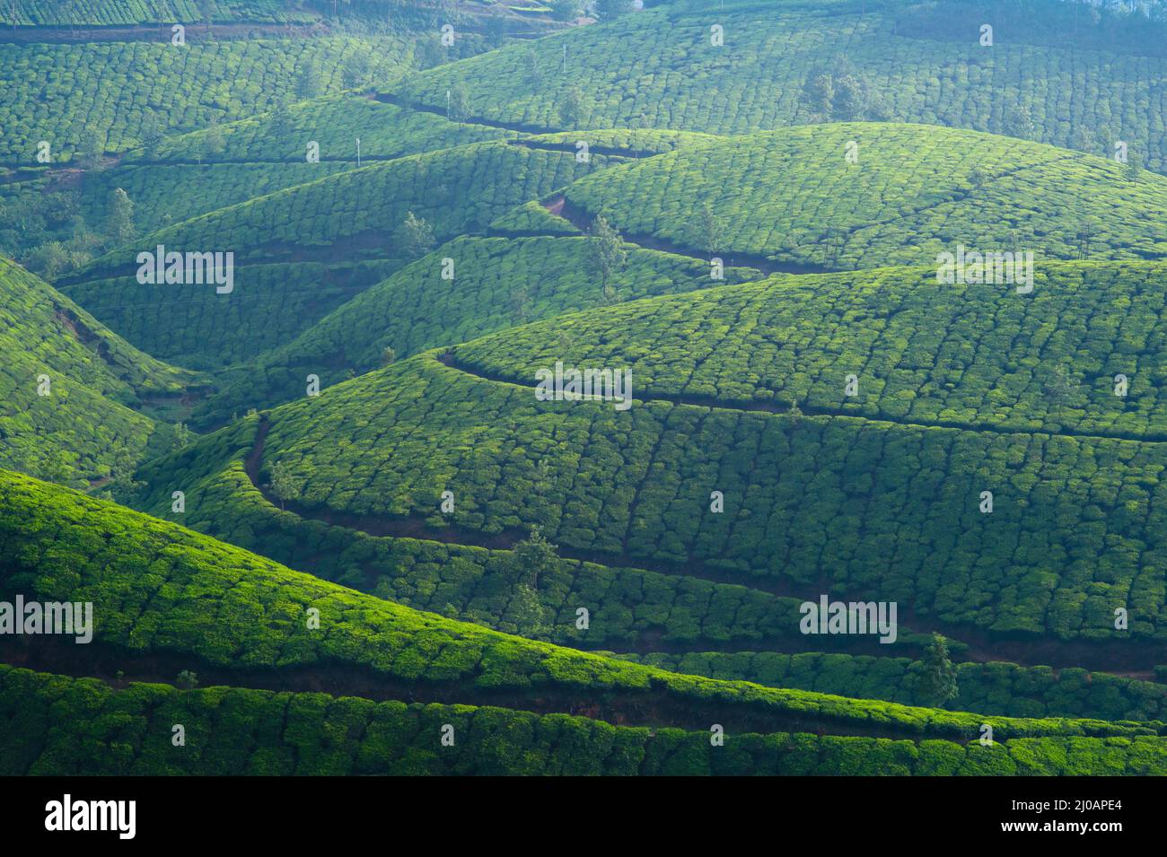Kodanad tea fields Stock Photo - Alamy