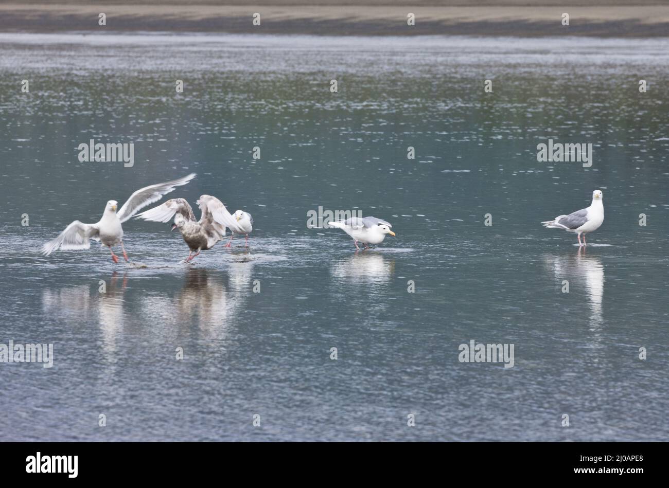 Feathers seagulls hi-res stock photography and images - Alamy