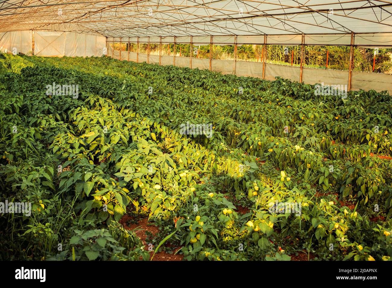 Yellow peppers in a greenhouse on domestic farm Stock Photo - Alamy