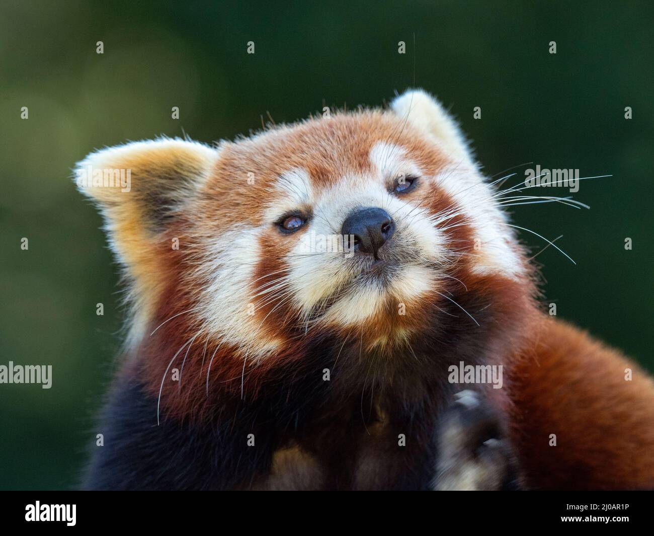 Red panda Ailurus fulgens scratching Stock Photo - Alamy