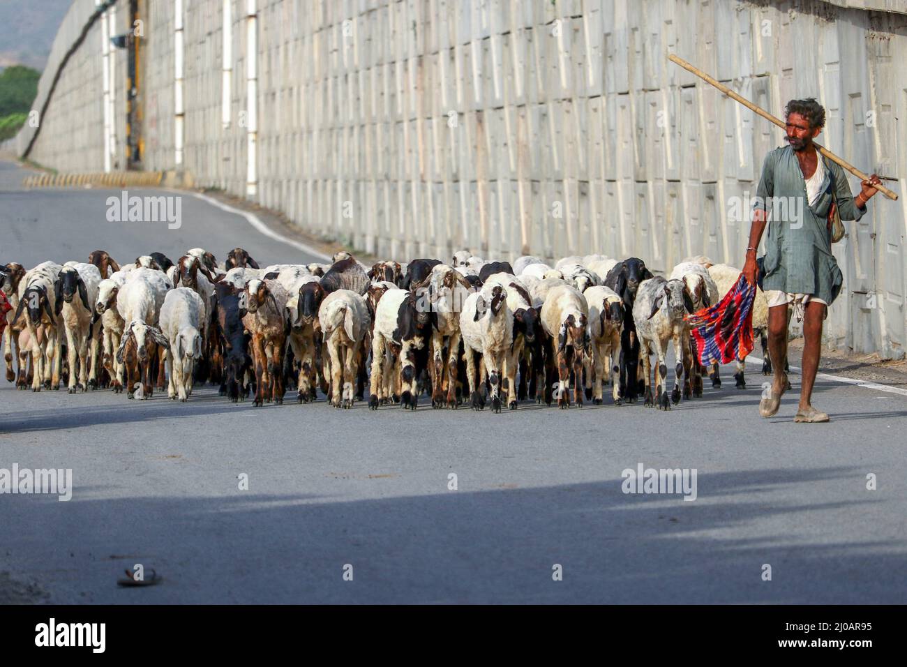 Indian shepherd herd sheeps hi-res stock photography and images - Alamy