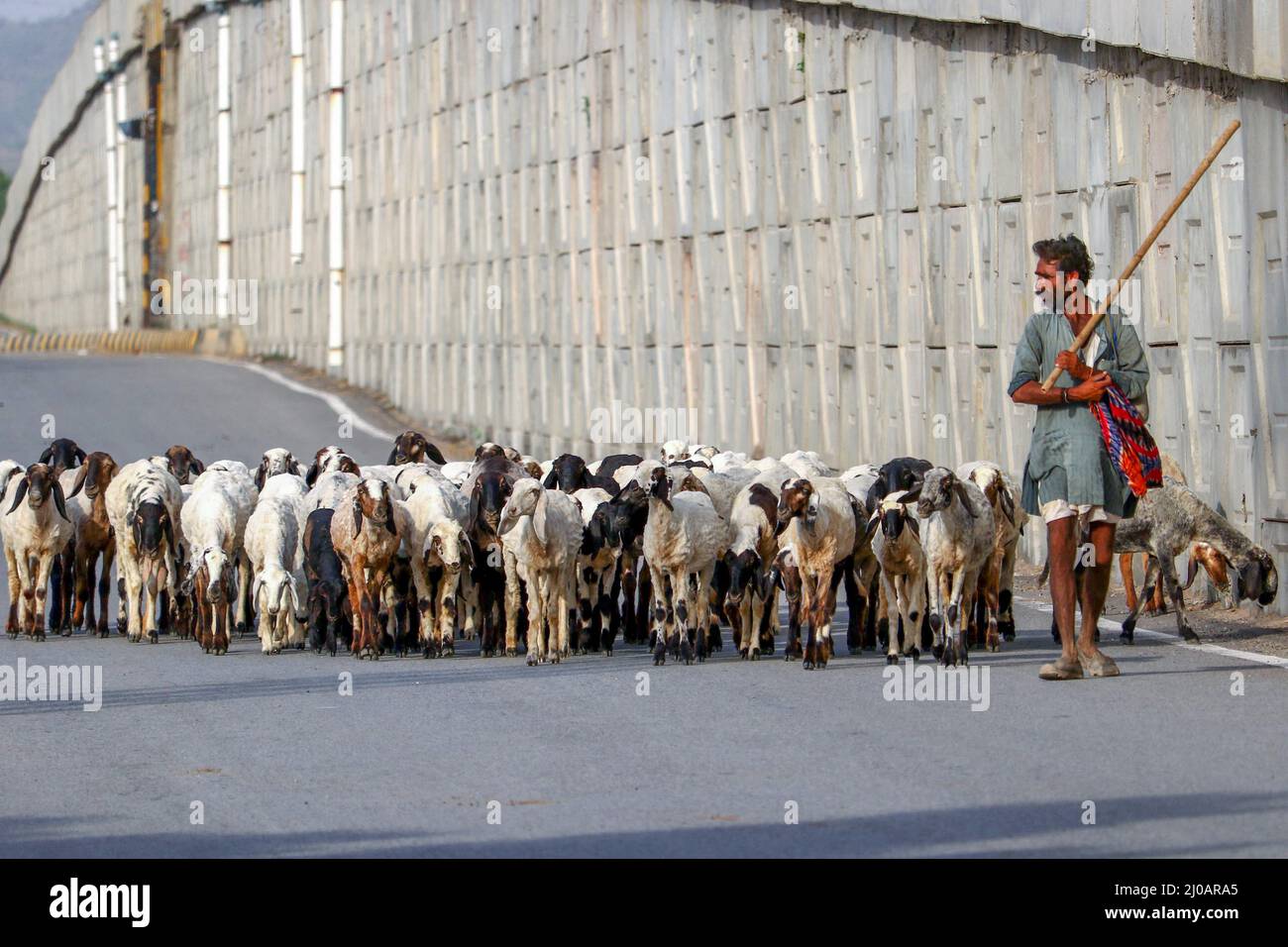 An Indian shepherd herd his sheeps on in a high speed road the ...