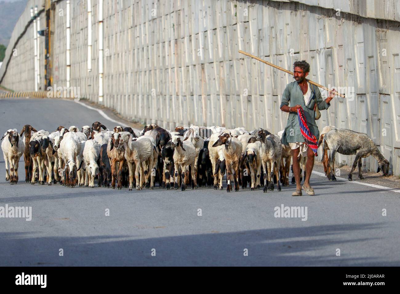 An Indian shepherd herd his sheeps on in a high speed road the ...