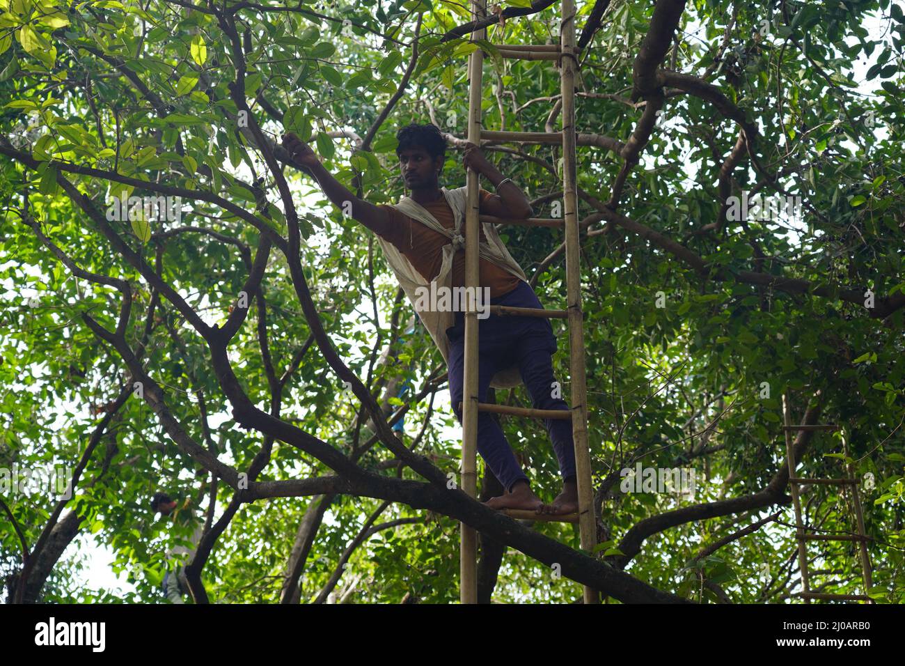 Indian Farmers Picks Jamun (Black Plums) Fruit from a farm in the ...